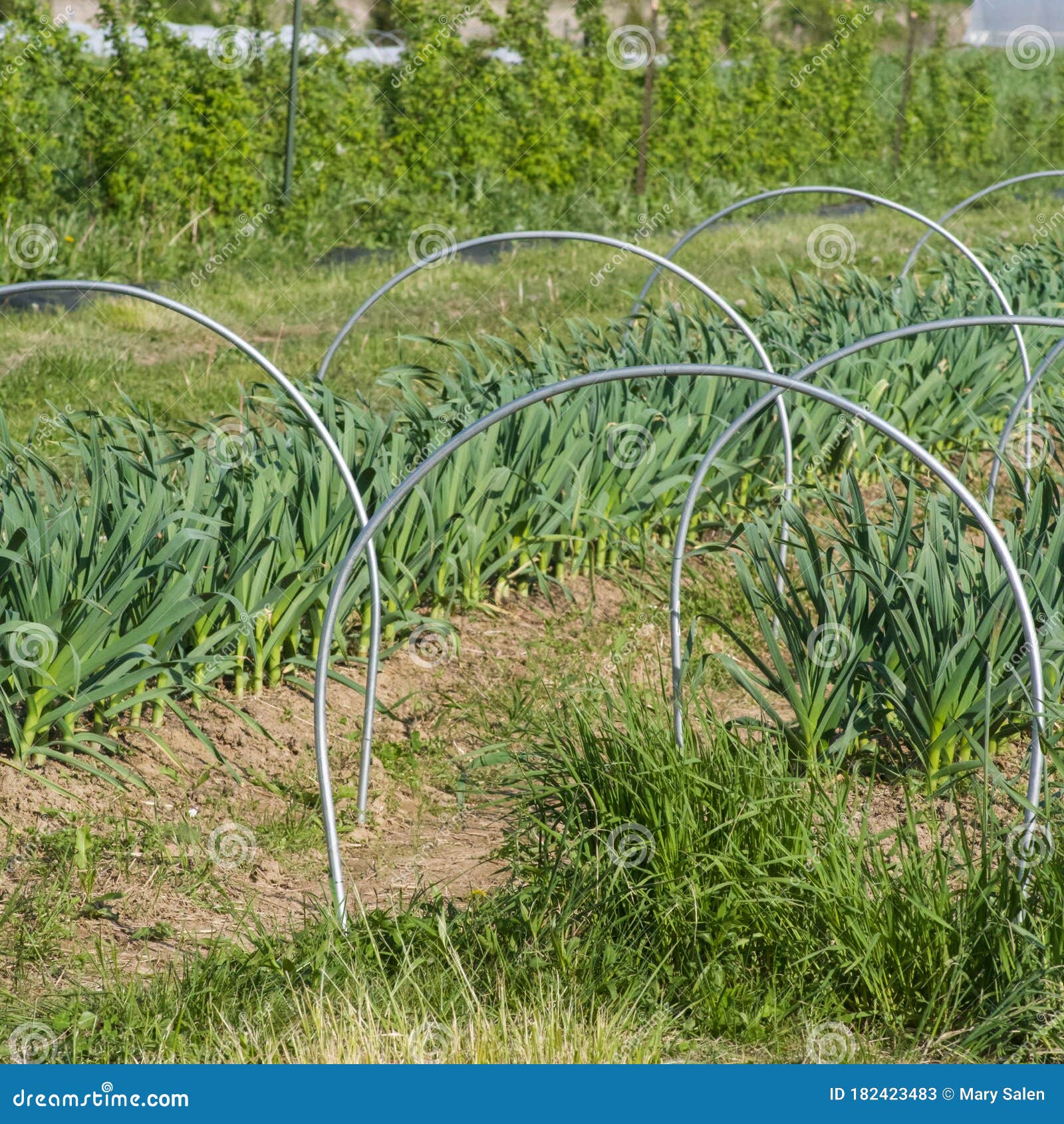 Uncovered Garden Hoops Over Rows of Organic Vegetables Stock Image ...