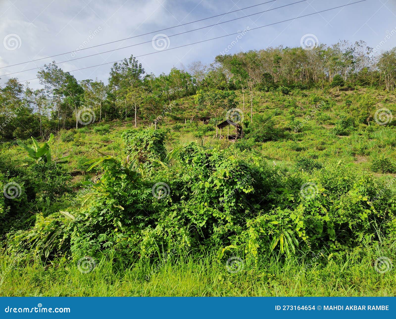 Uncultivated Land Overgrown with Weeds Stock Photo - Image of ...