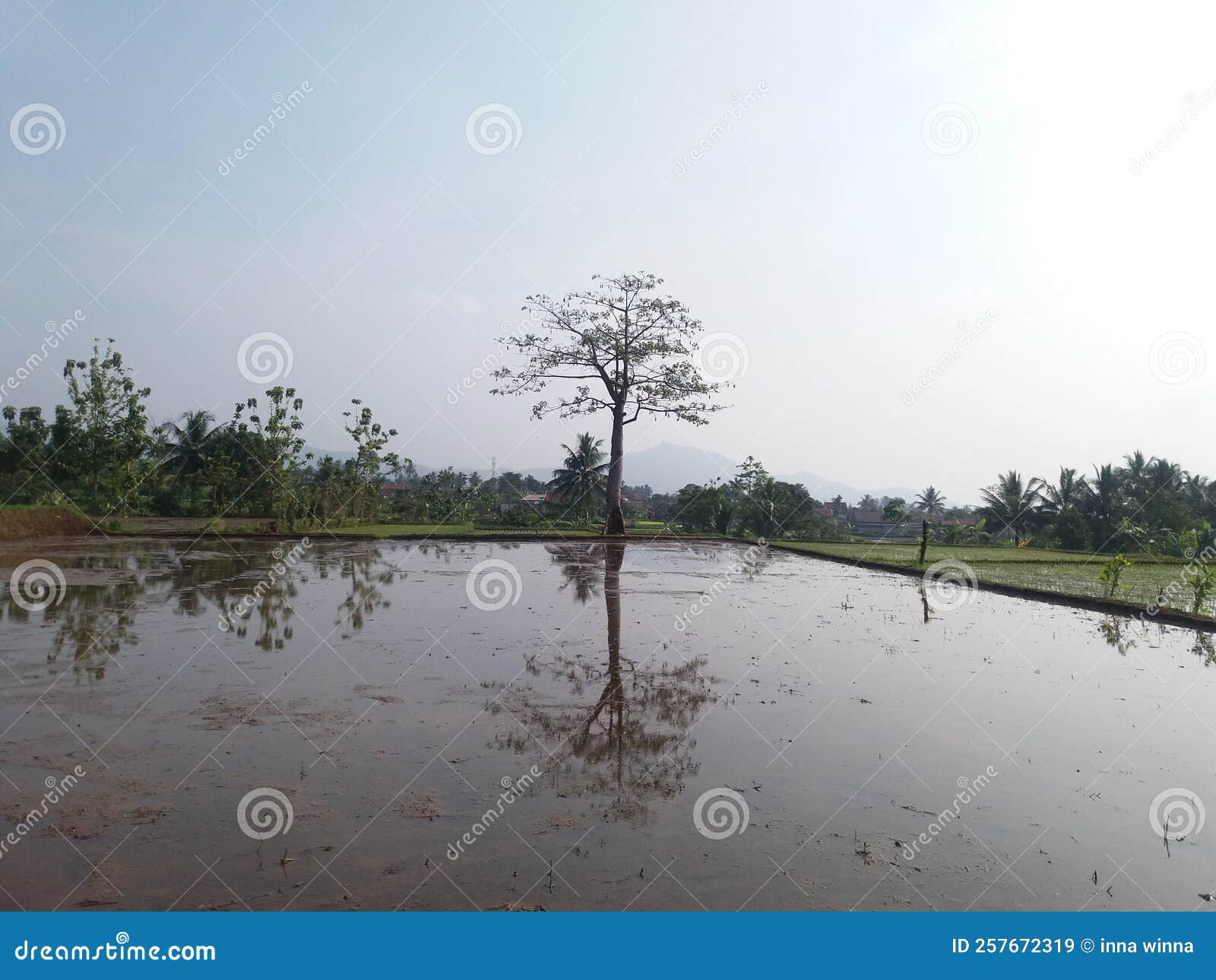 Uncultivated Rice Fields Stock Photos - Free & Royalty-Free Stock ...