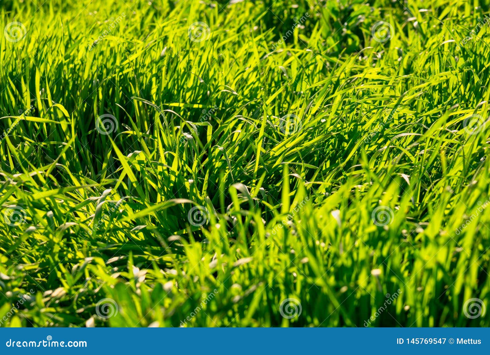 Uncut Grass Backlit by Day Sun Stock Image - Image of botany, blades ...