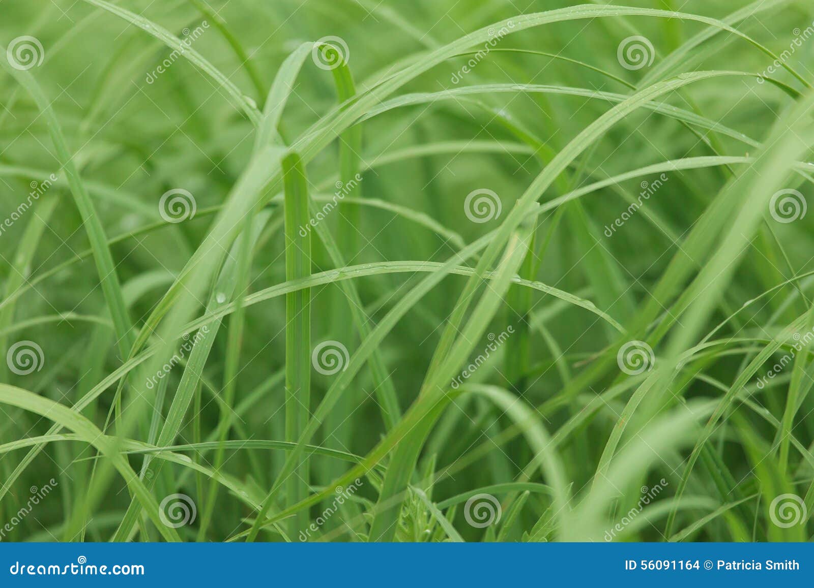 Uncut grass closeup stock photo. Image of agriculture - 56091164