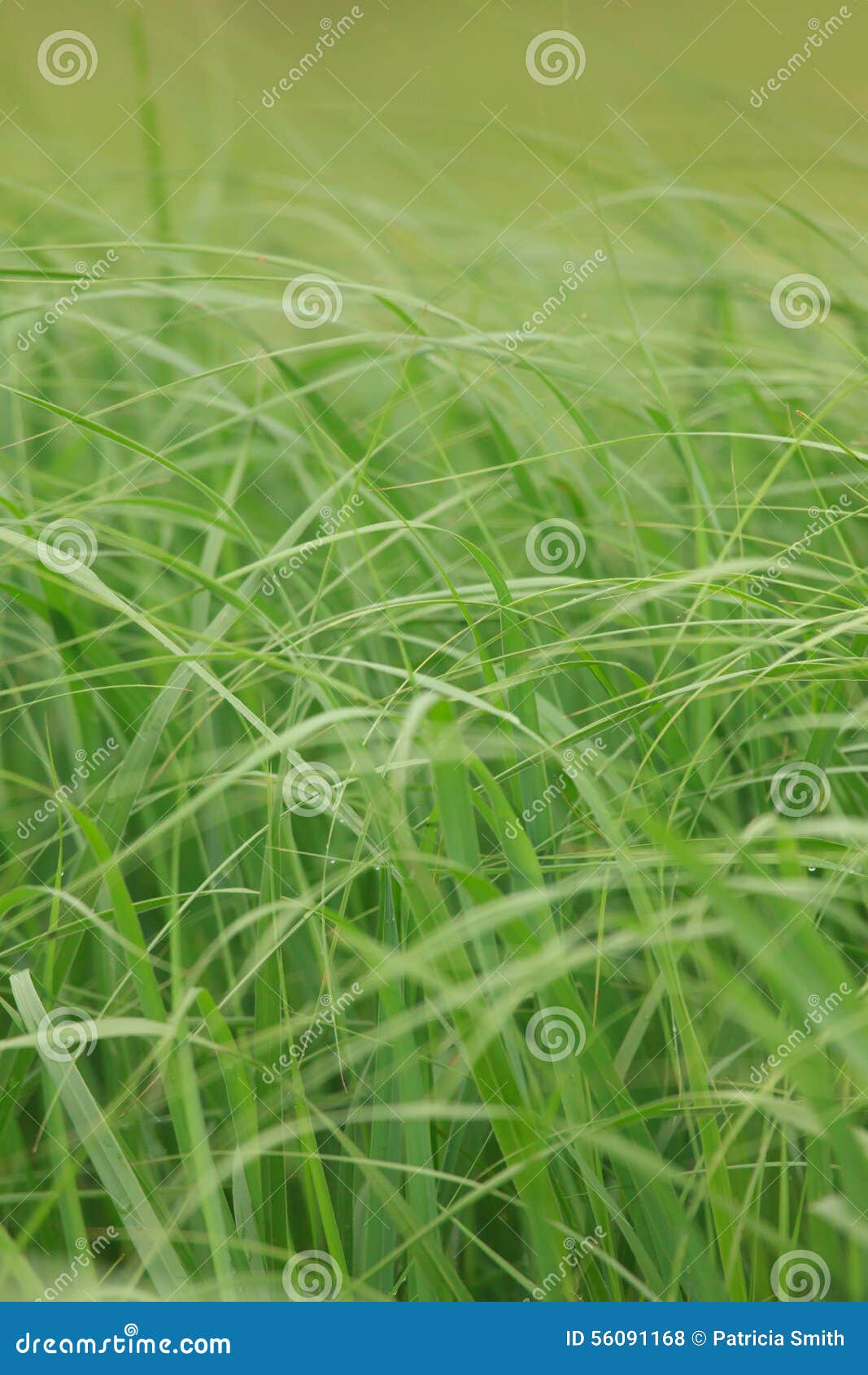 Uncut grass closeup stock photo. Image of tall, environment - 56091168
