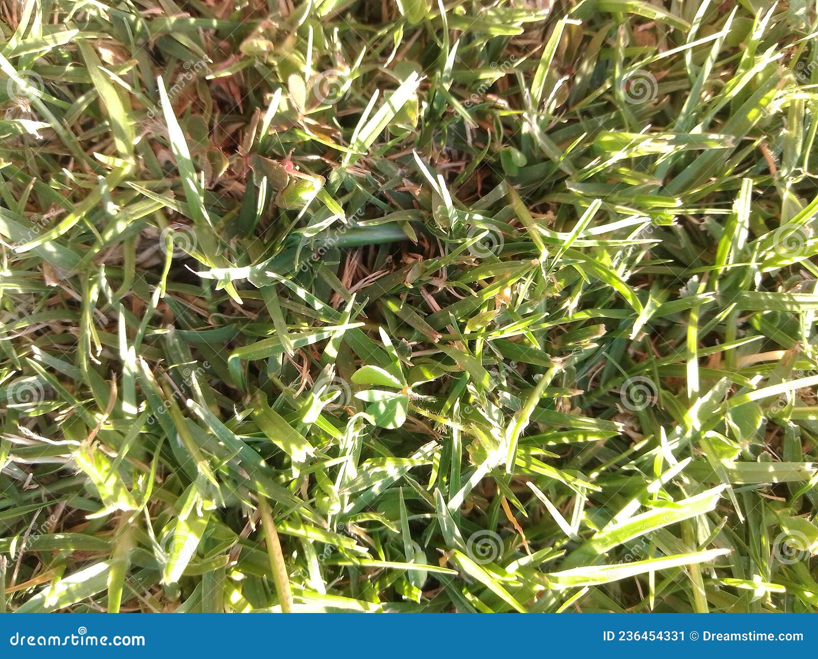 Uncut grass so green stock image. Image of uncut, pretty - 236454331