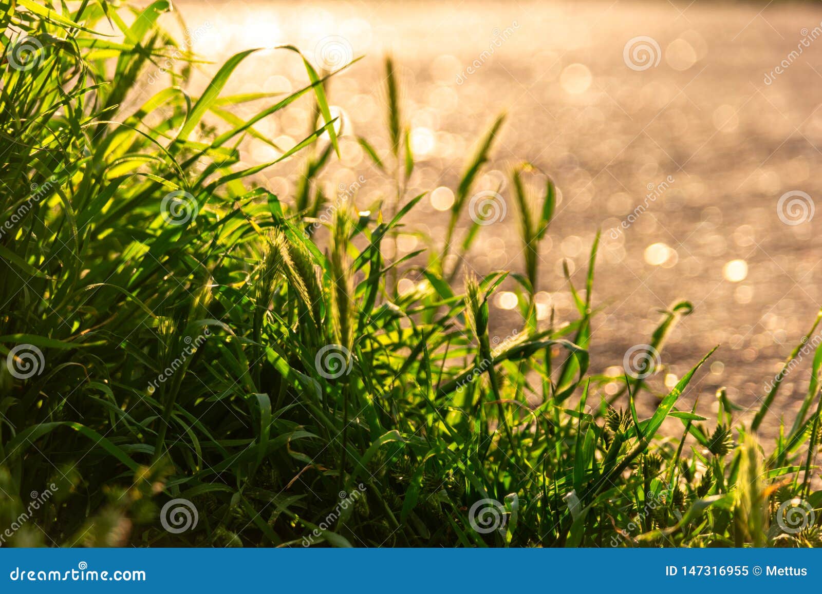 Uncut Grass Half of the Scene Backlit by Sunset Shot with Copyspace ...