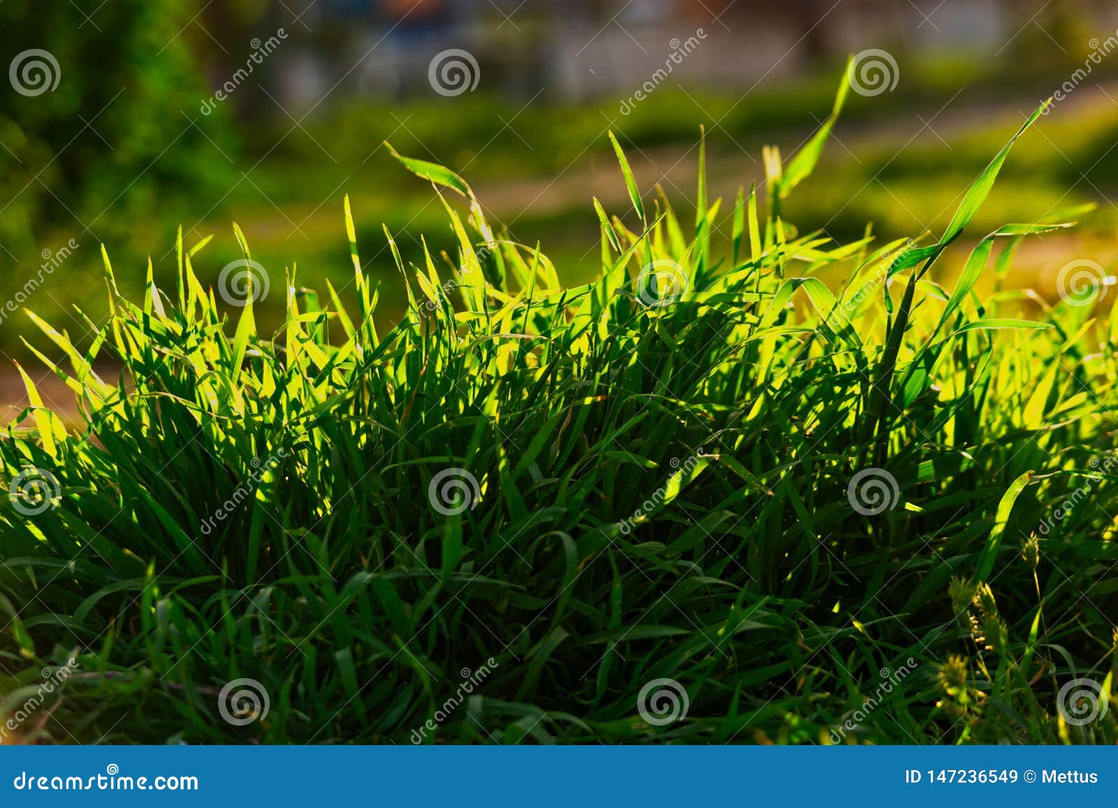 Uncut Grass in Park in Summer Evening Backlit Stock Image - Image of ...