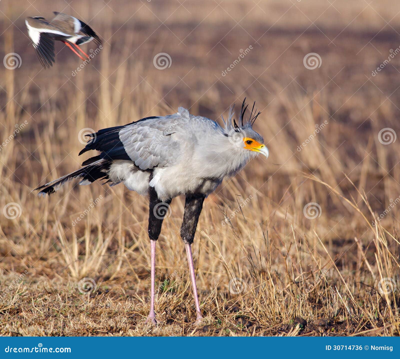 Under attack stock photo. Image of brightorange, quilllike - 30714736