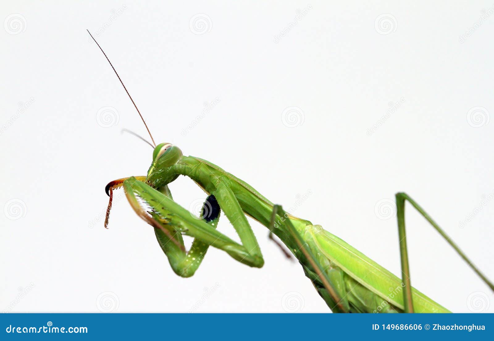 Under the Background of White Mantis Head Stock Photo - Image of macro ...