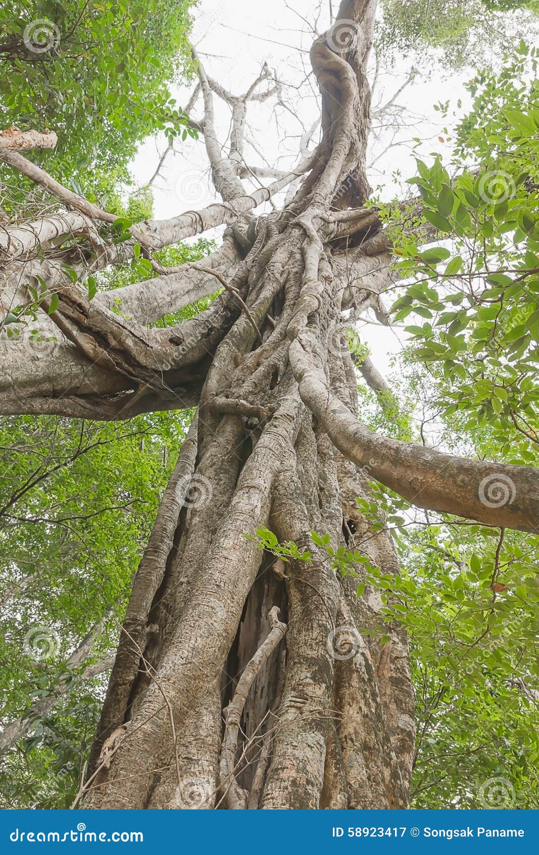 Under Big Green Tree of a Giant Rainforest Tree Stock Image - Image of ...