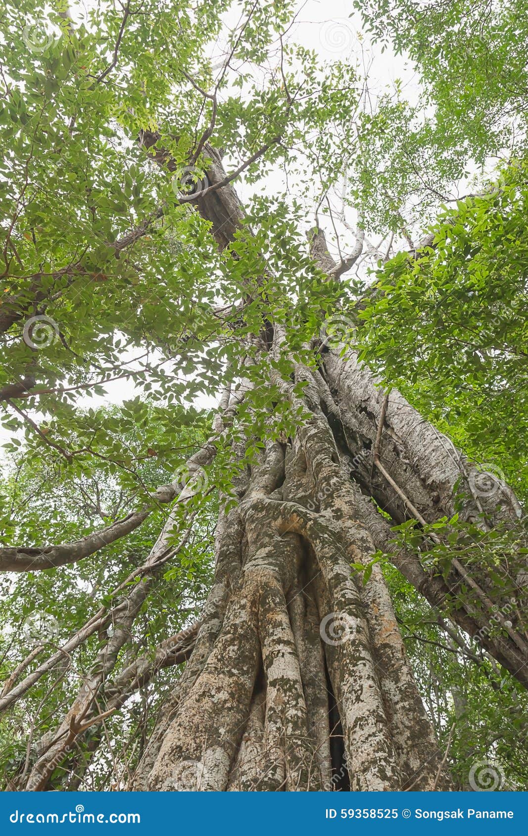 Under Big Green Tree of a Giant Rainforest Tree Stock Image - Image of ...