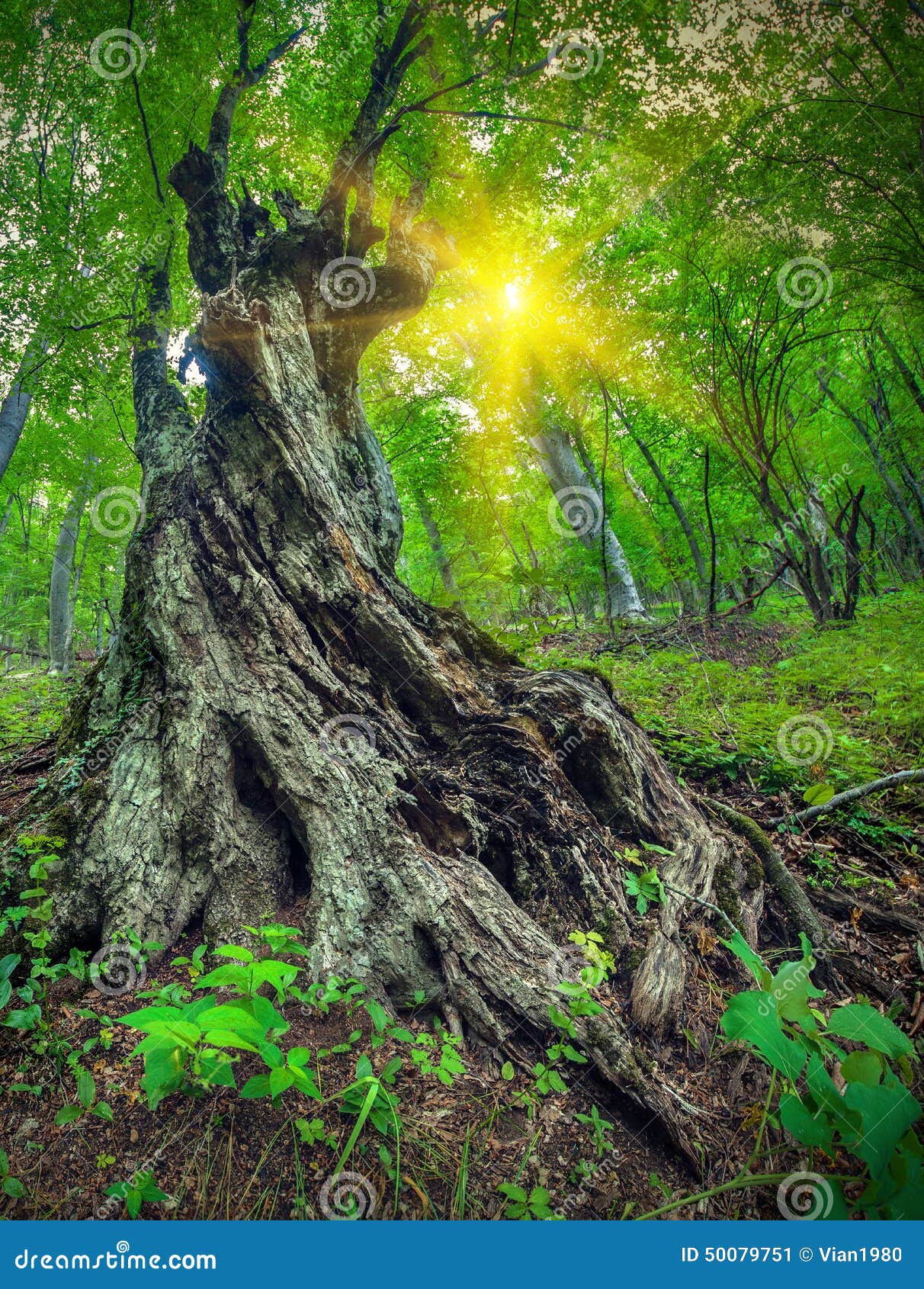 Under big green tree stock image. Image of country, evergreen - 50079751