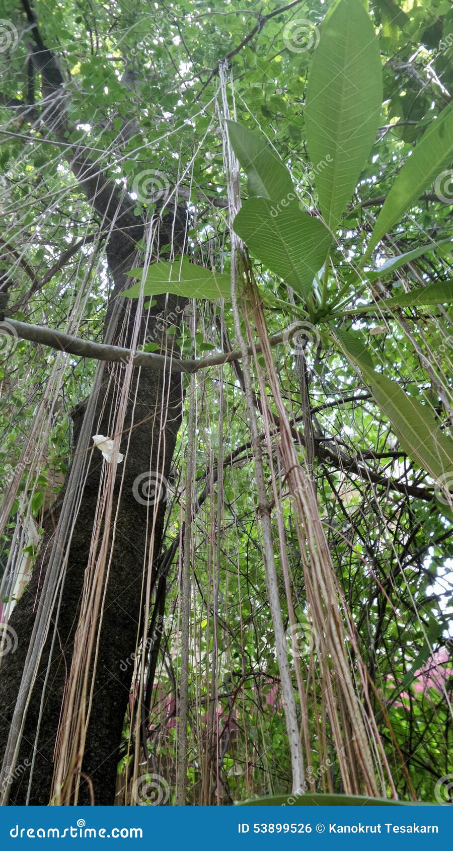 Under Big Green Tree and Vine in the Park Stock Photo - Image of ...
