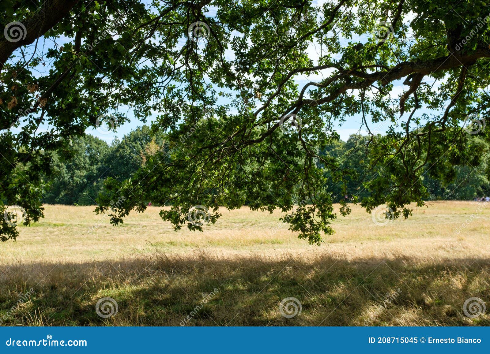 Under a Big Large Beautiful Tree in Hampstead Heath Stock Image - Image ...