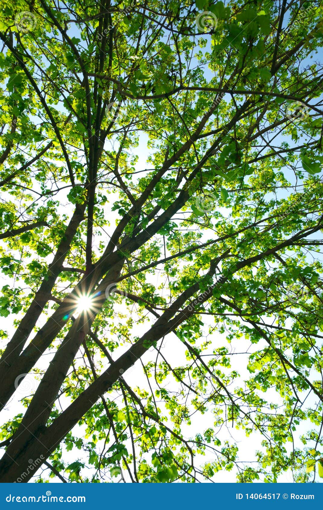 Under big tree stock image. Image of botany, park, living - 14064517