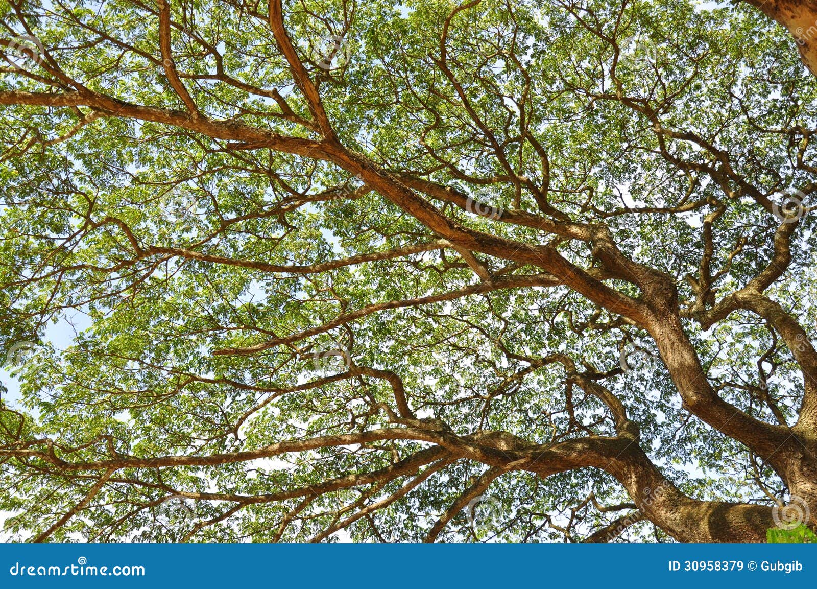 Under the big tree stock image. Image of nature, leaves - 30958379