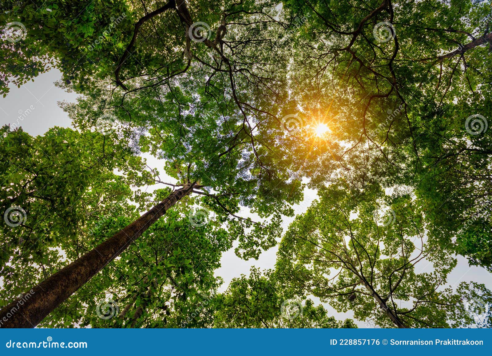 Under the Big Tree, Bottom View Stock Photo - Image of mountains ...