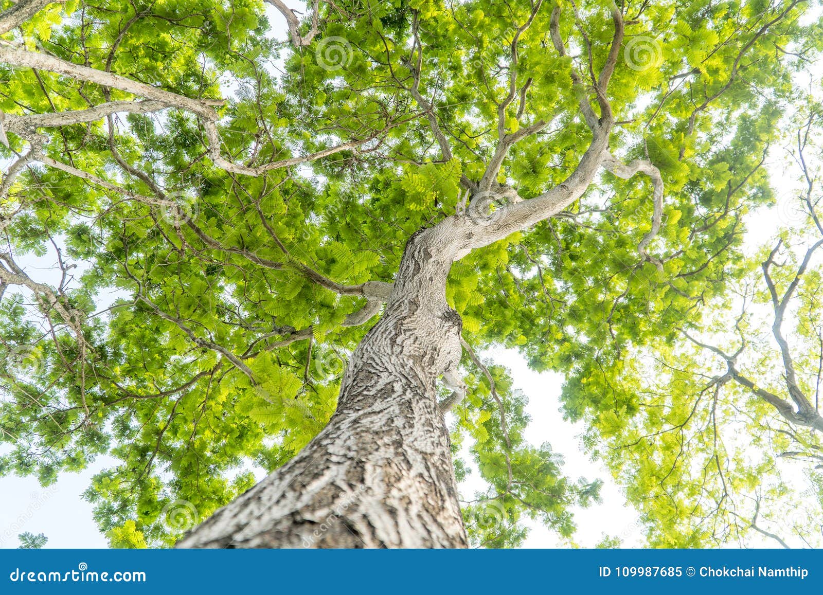 Under the Big Tree and with Branch Magnify Stock Image - Image of calm ...
