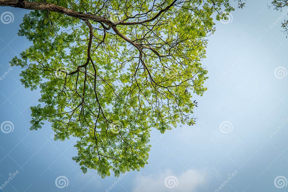 Under the Big Tree and with Branch Magnify, Background Trees Stock ...