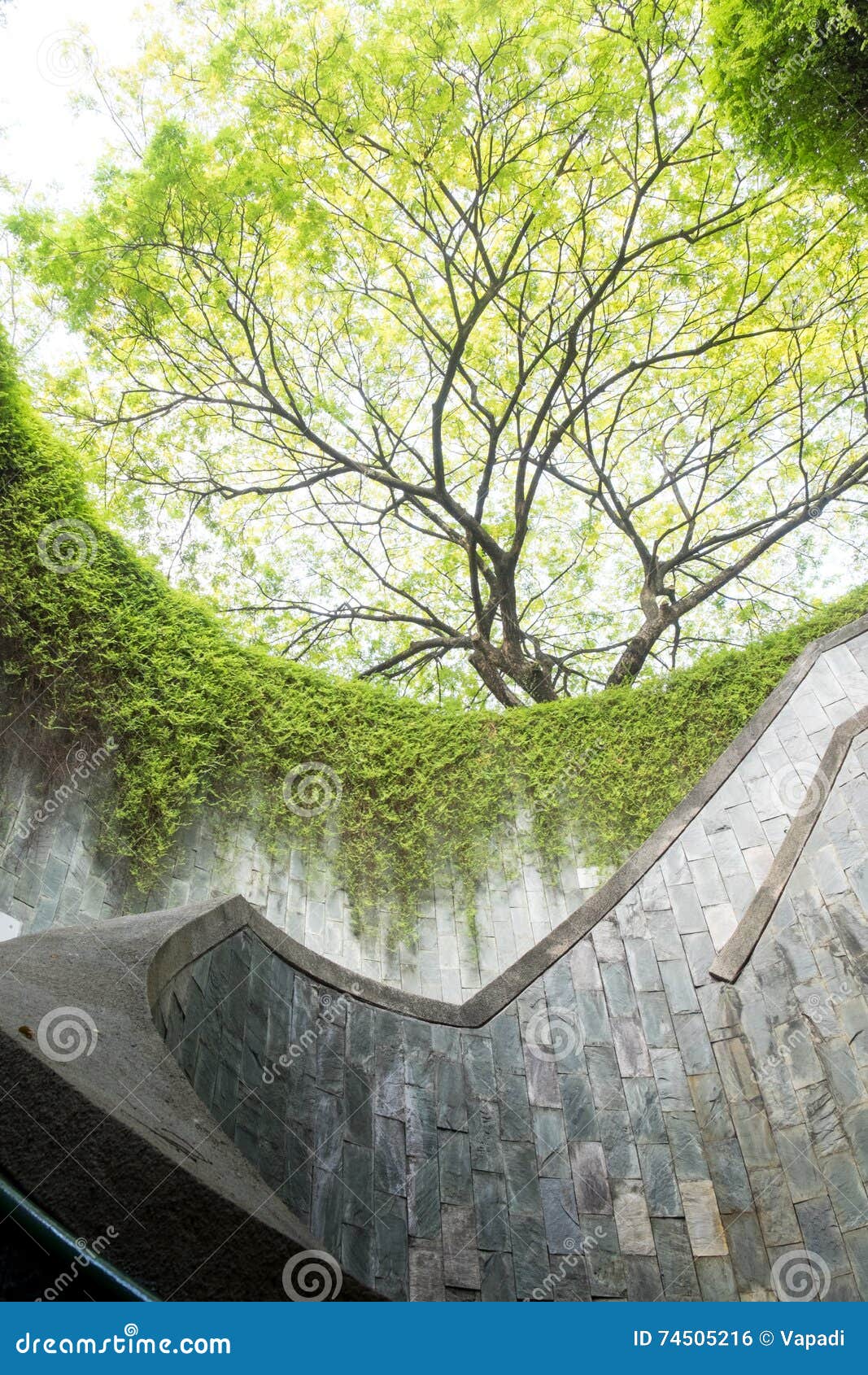 Under big tree canopy stock photo. Image of forest, natural - 74505216