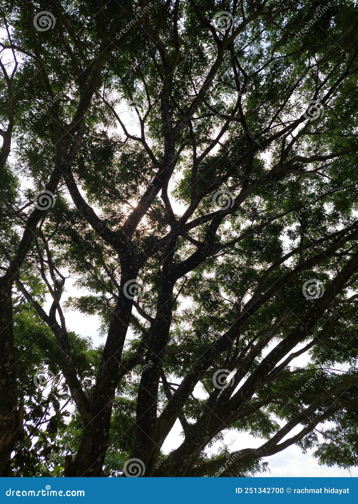Under the Big Tree, Hide from the Sun Stock Photo - Image of green ...
