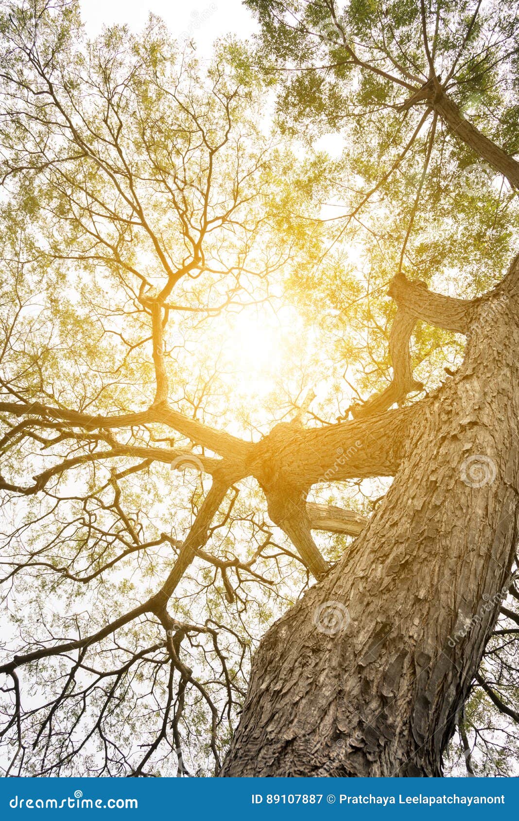 Under big tree stock image. Image of mighty, trunk, bough - 89107887