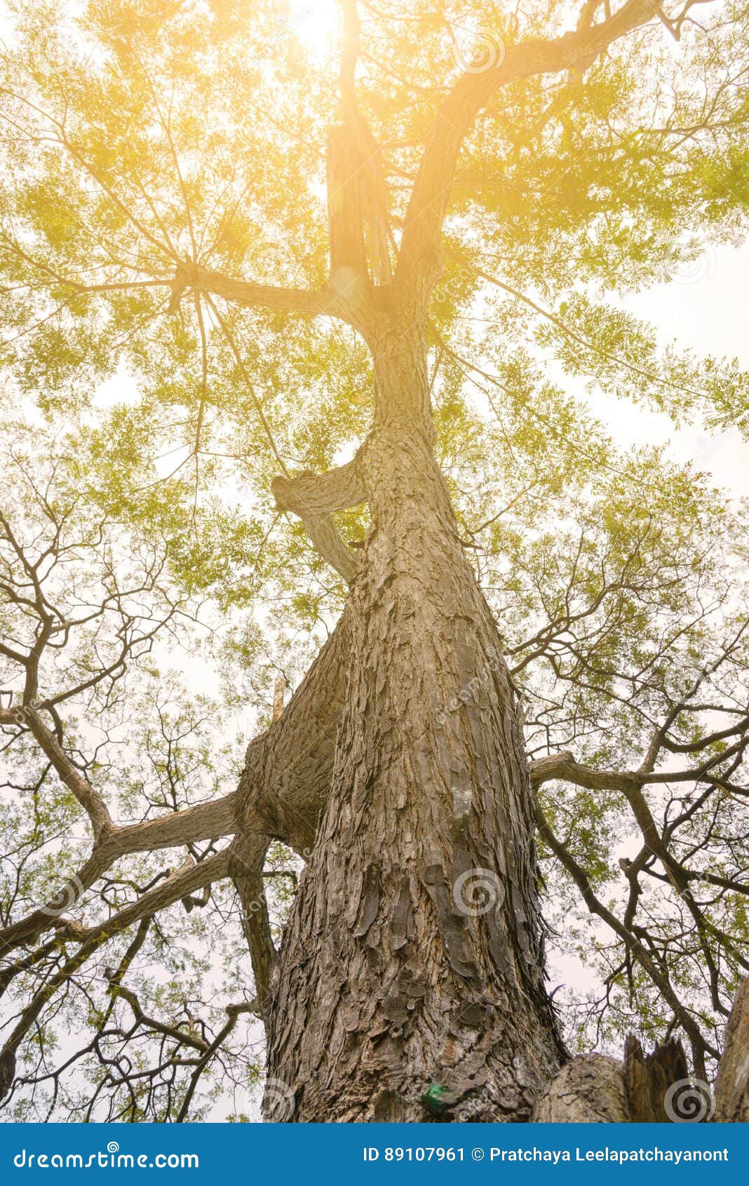 Under big tree stock image. Image of tall, park, foliage - 89107961