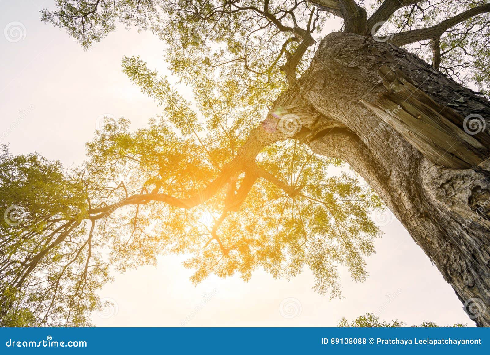 Under big tree stock photo. Image of leaves, mighty, tall - 89108088