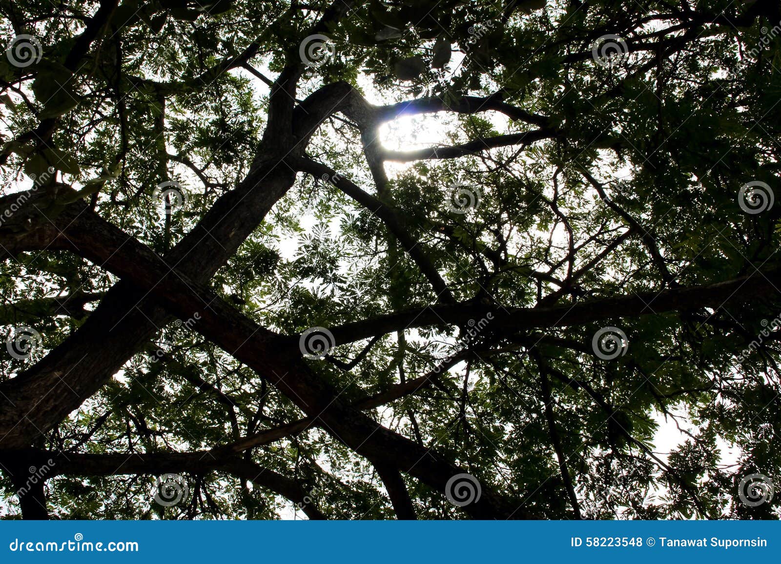 Under big tree view stock photo. Image of view, shades - 58223548