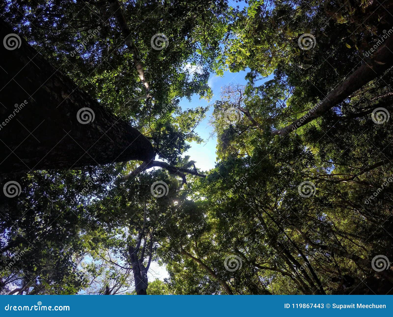 Under Big Trees in Forest with Beatiful Sky Stock Image - Image of ...