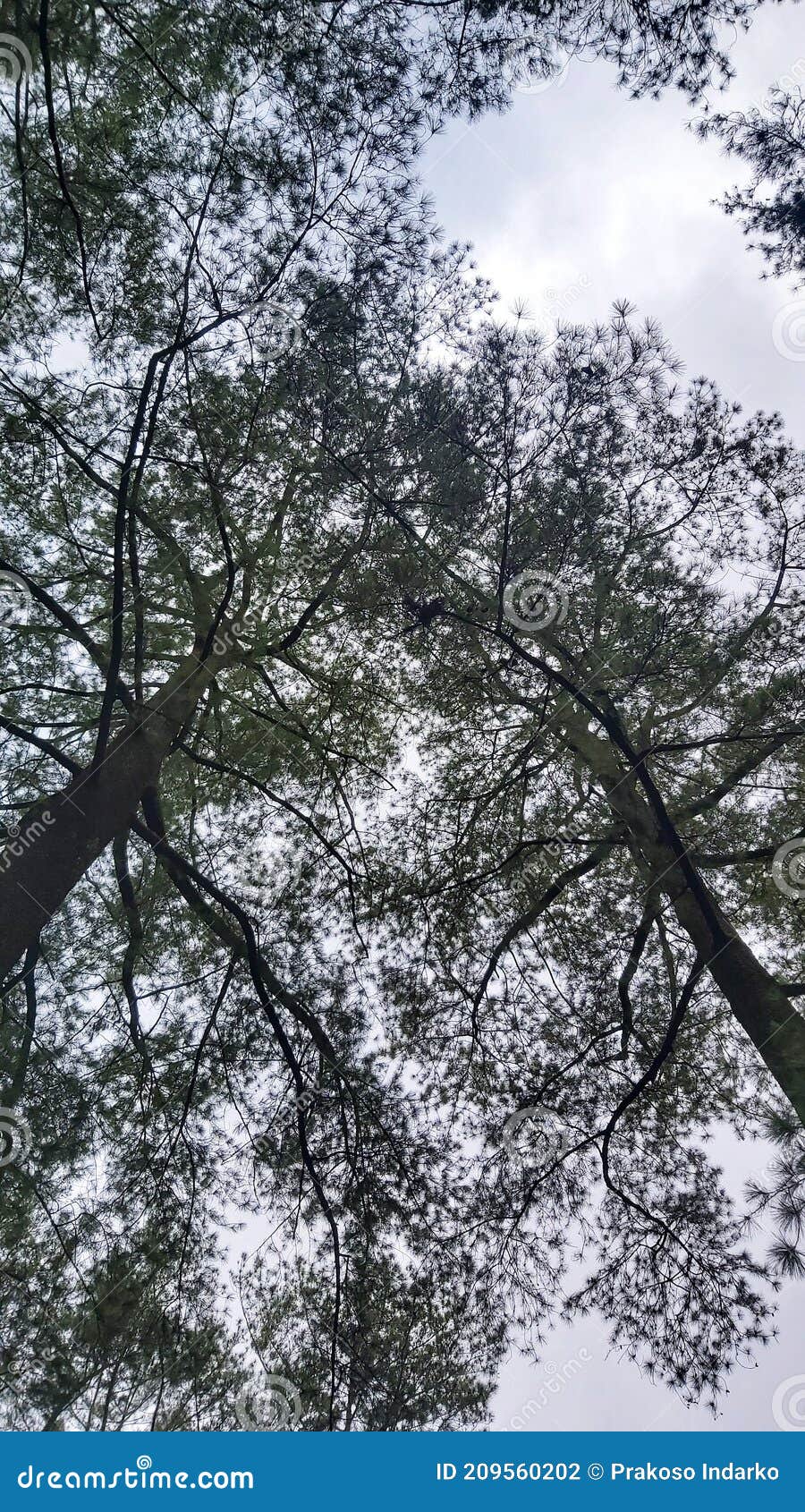 Under big trees stock photo. Image of twig, branch, forest - 209560202