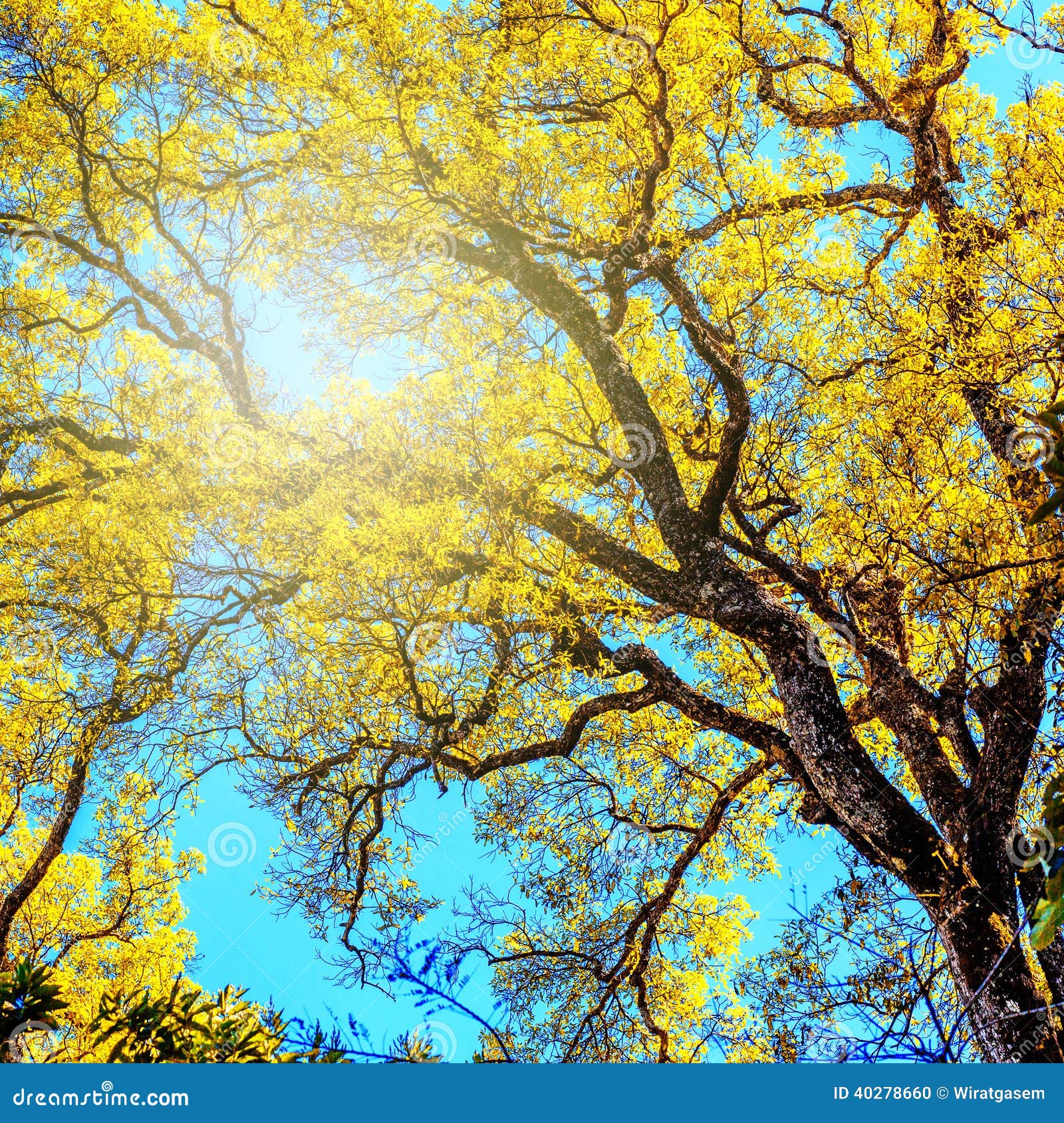 Under big yellow tree. stock photo. Image of beauty, natural - 40278660