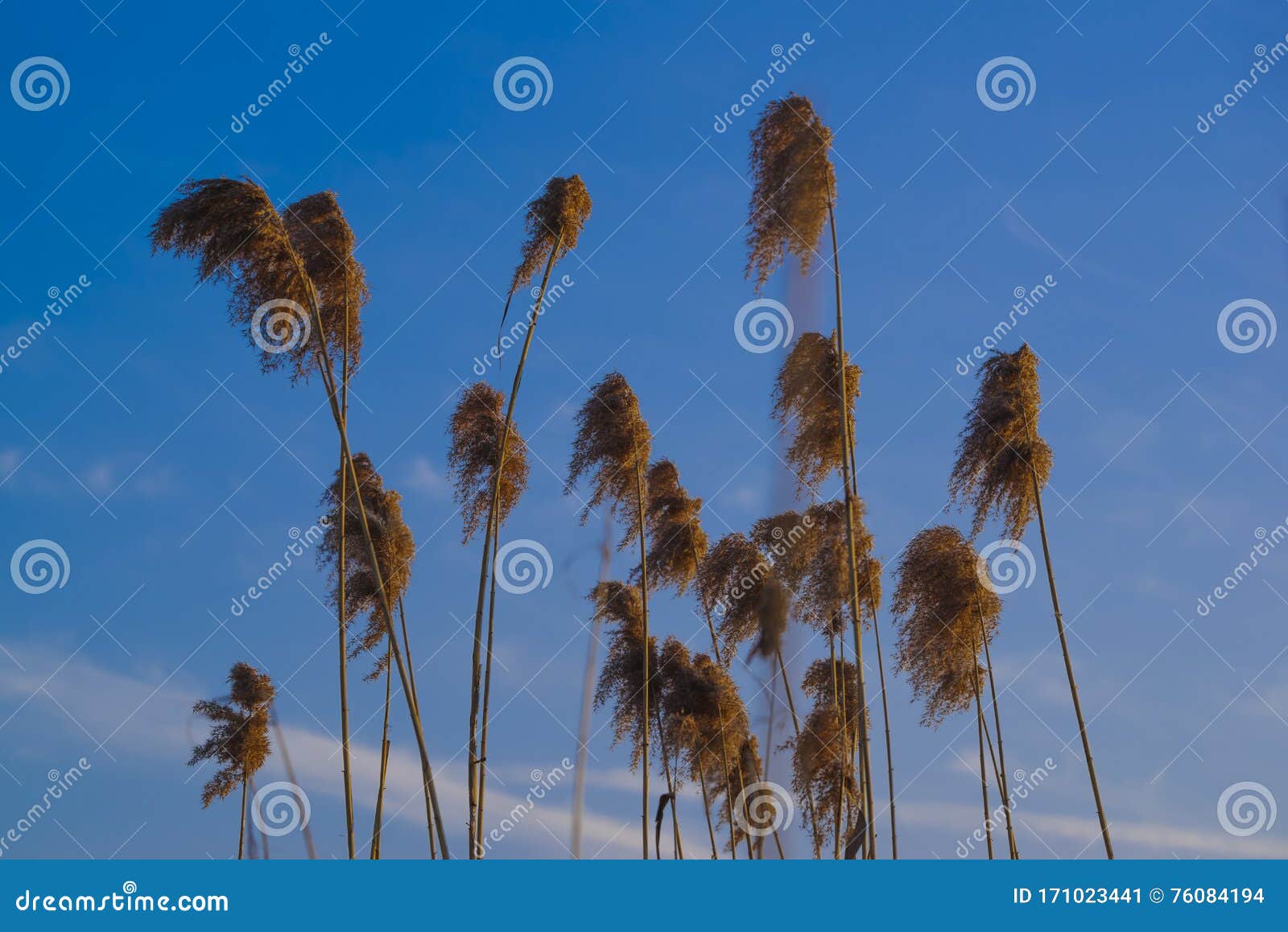 Puddle Grass Under the Blue Sky Stock Image - Image of wind, puddle ...