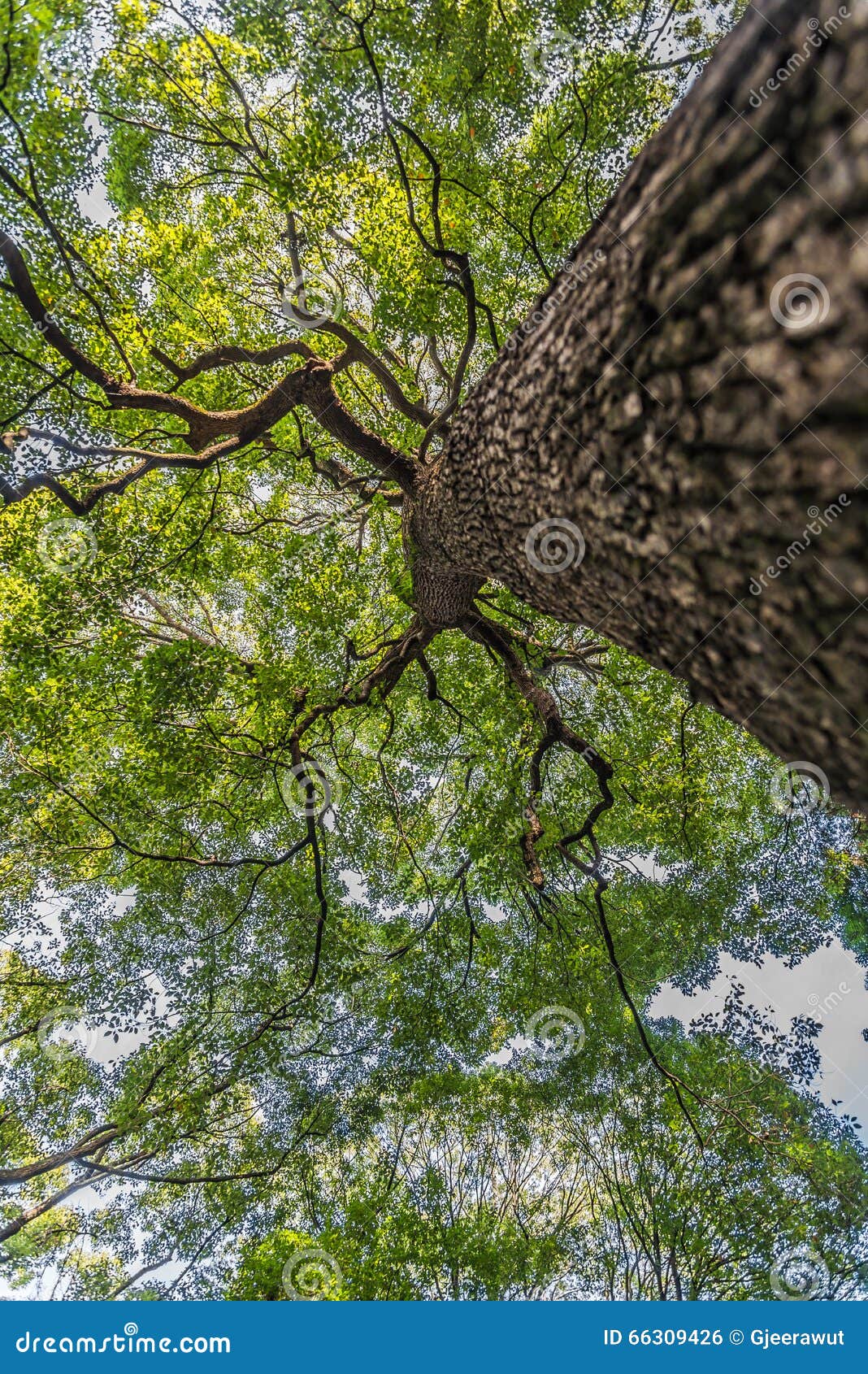 Under Branch of Big Green Tree in HDR Style Stock Photo - Image of ...