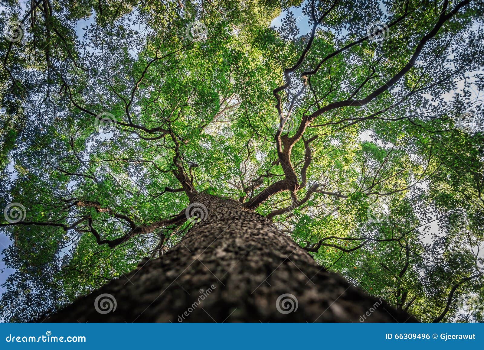 Under Branch of Big Green Tree in HDR Style Stock Photo - Image of ...