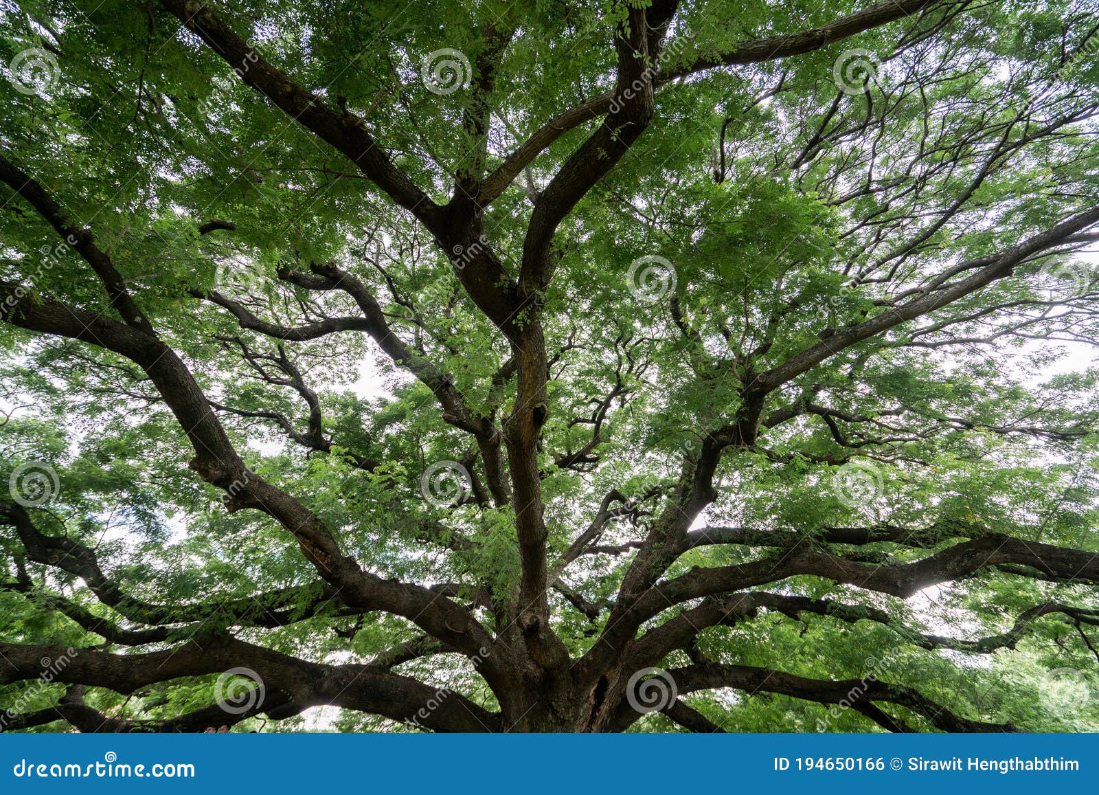 Under Branches of a Giant Monkey Pod Tree in Kanchanaburi, Thailand ...