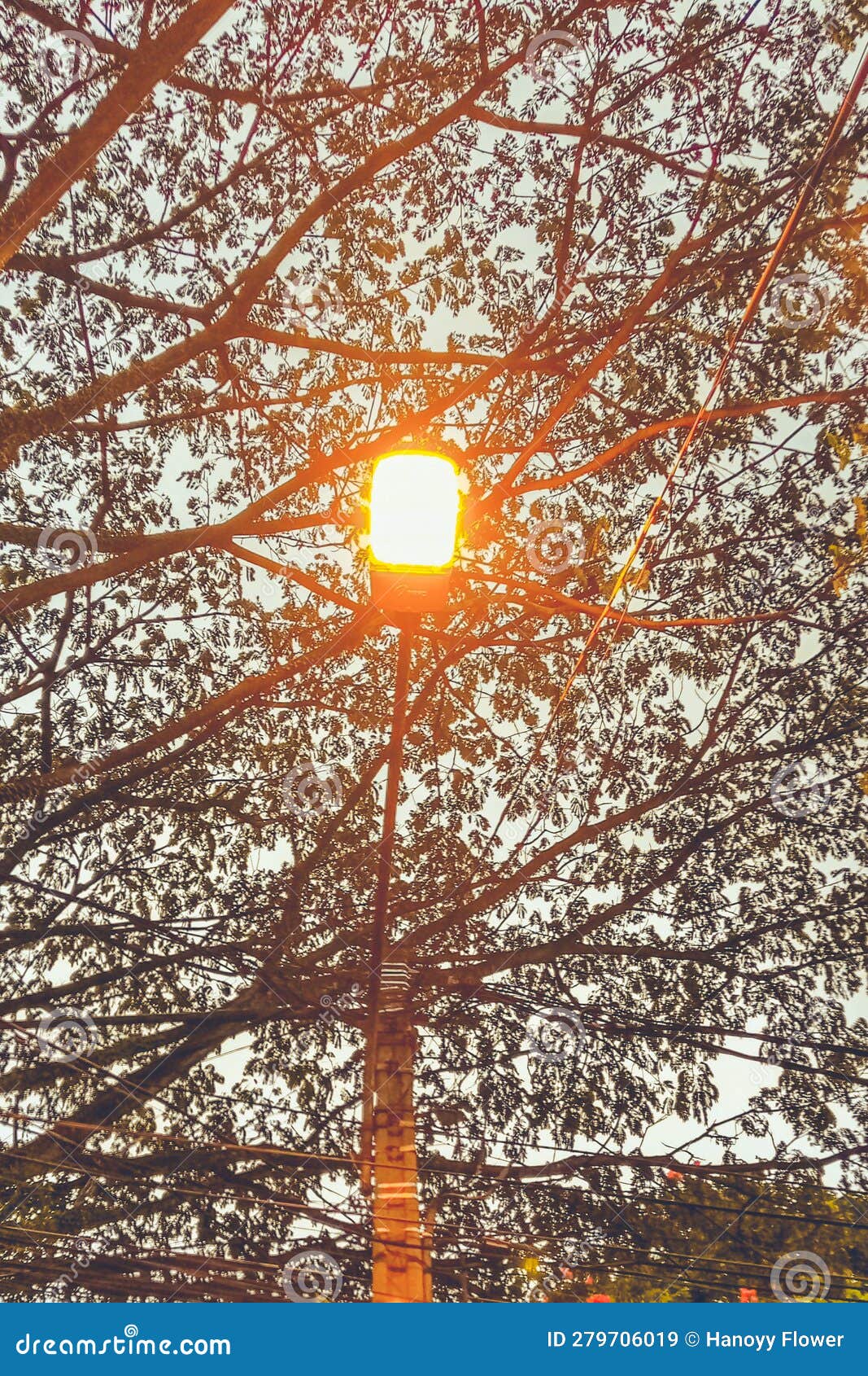Under the Bright Street Light with a Tree Stock Image - Image of light ...