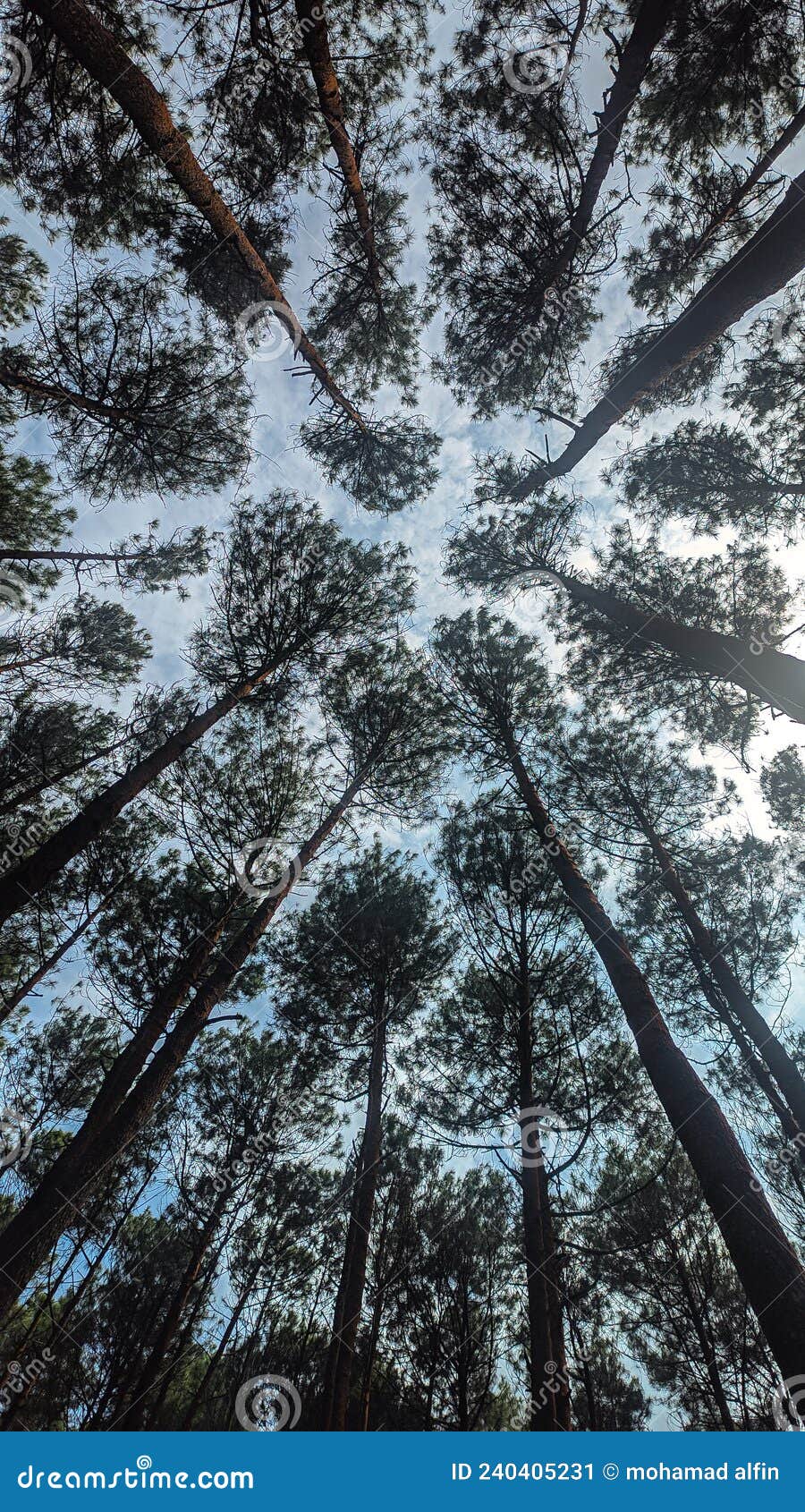 Under the Bunch of Pine Trees on the Forest Stock Image - Image of good ...