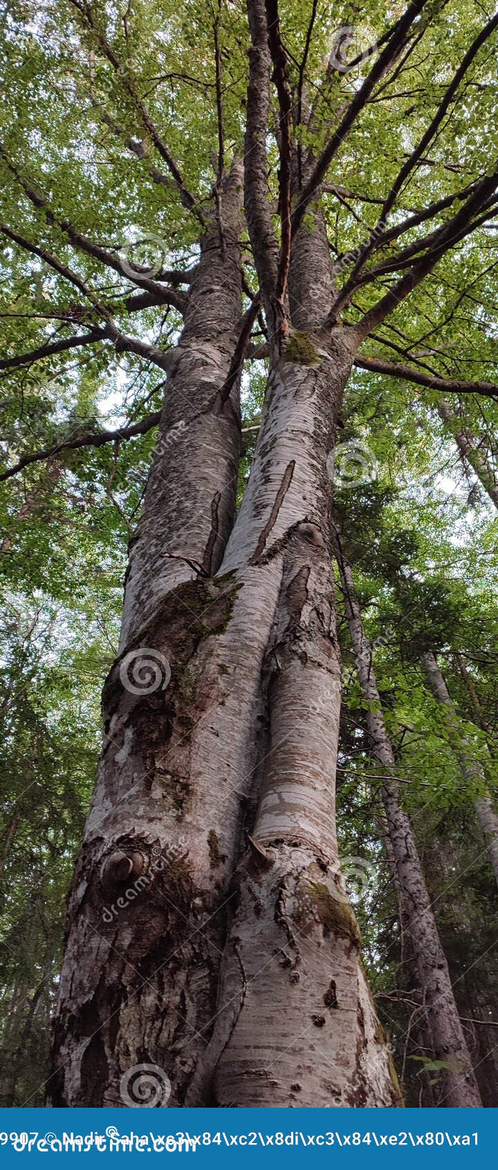 Under the canopy of a tree stock image. Image of green - 254229907