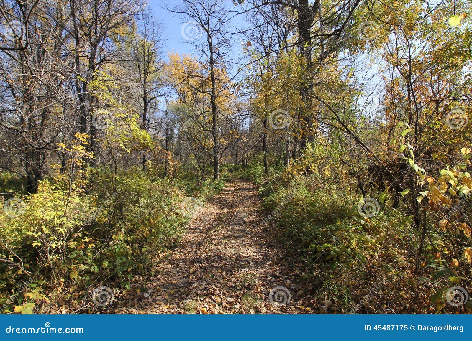 Under the canopy of trees stock image. Image of tree - 45487175