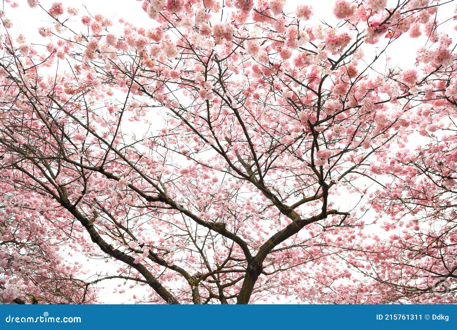 Under the Cherry Tree stock image. Image of petals, floral - 215761311