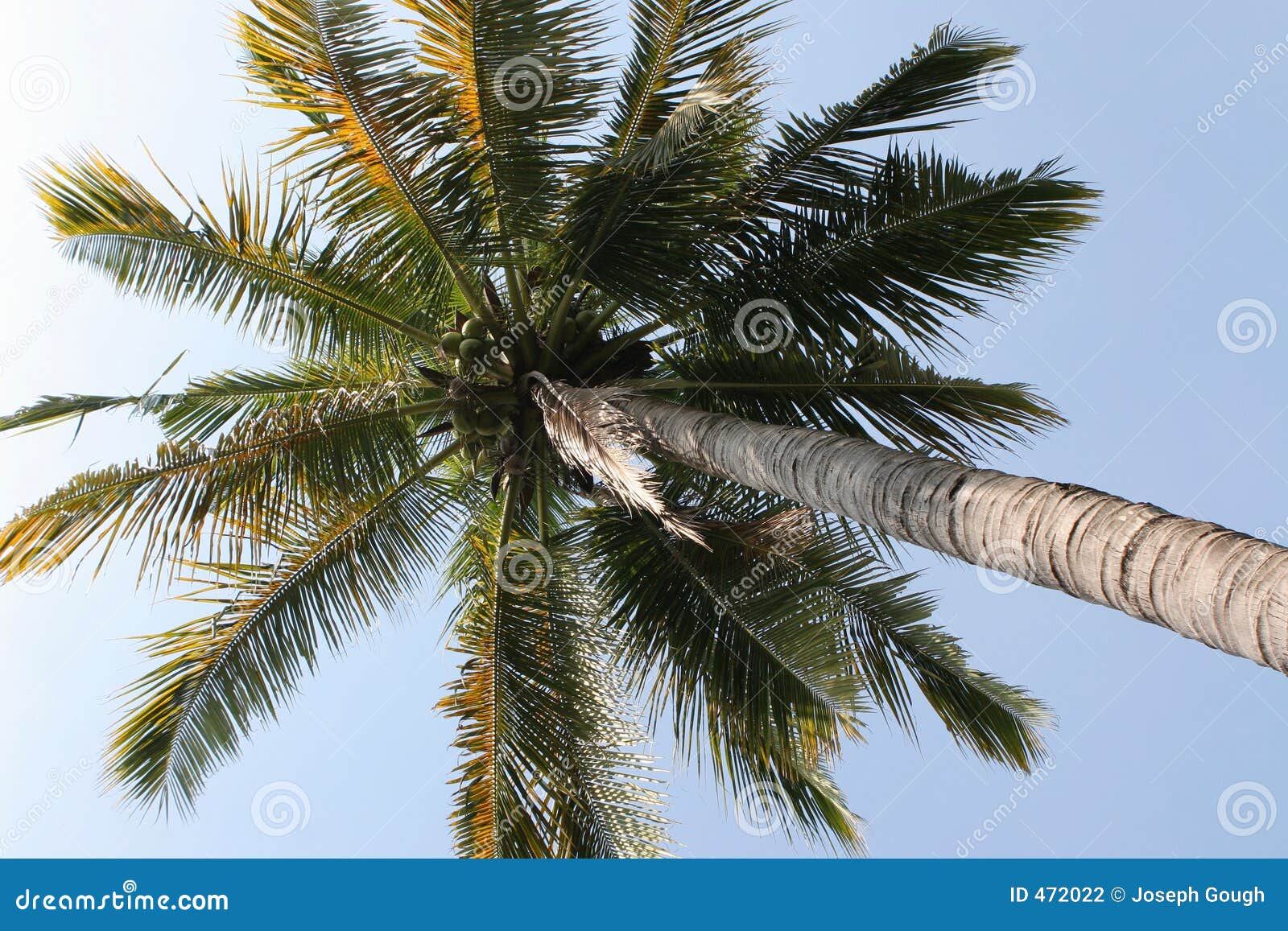 Under the Coconut Tree stock photo. Image of palm, asian - 472022