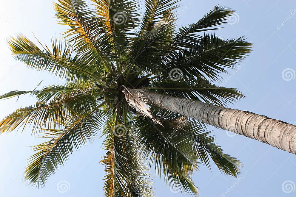 Under the Coconut Tree stock photo. Image of palm, asian - 472022