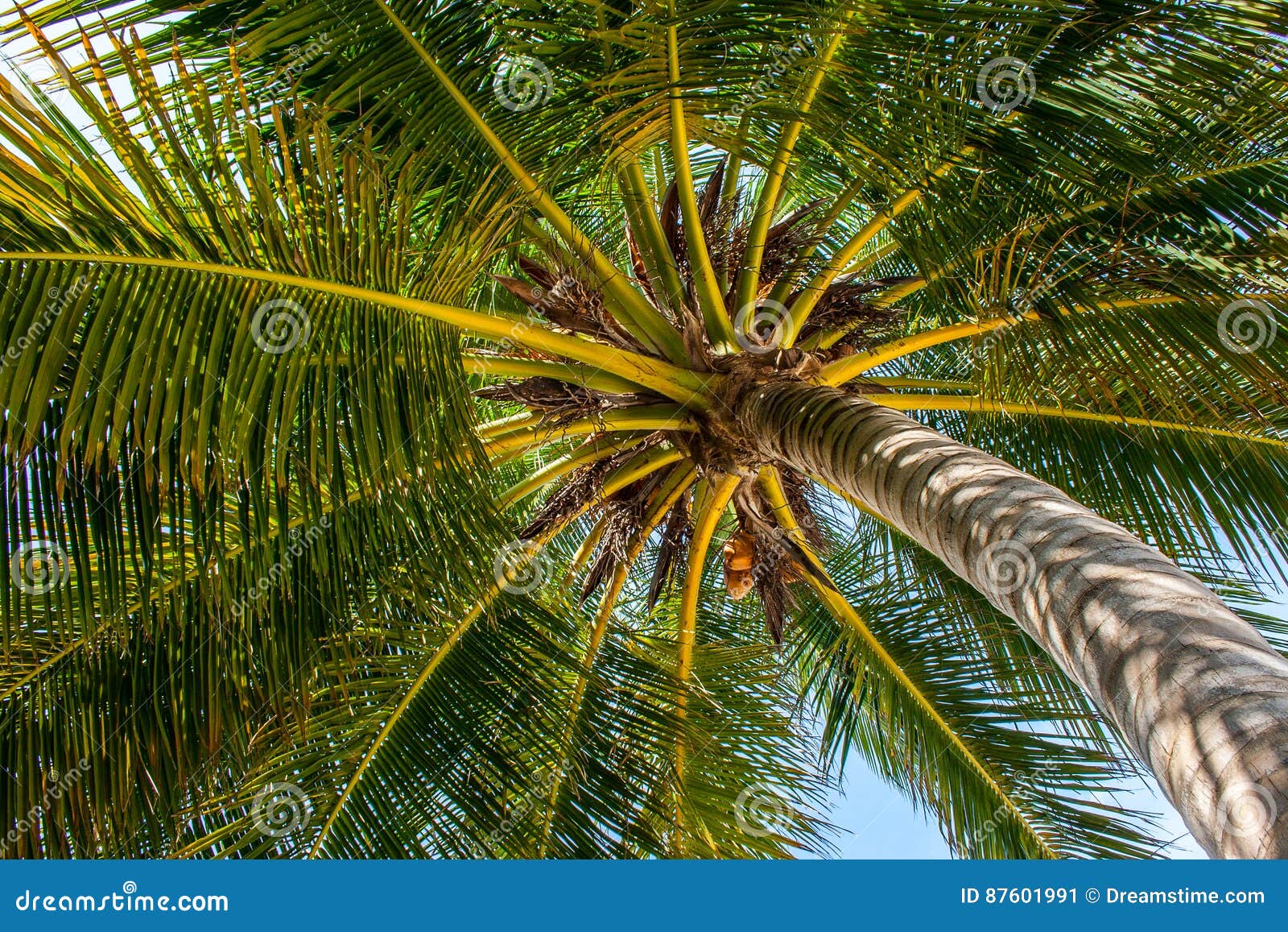 Under the coconut tree stock image. Image of plant, vacation - 87601991