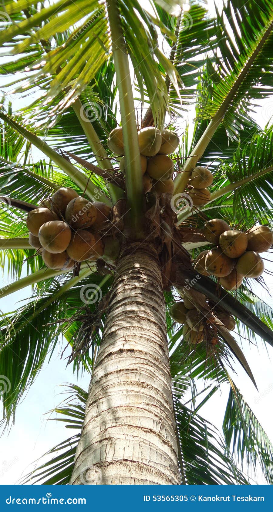 Under coconut tree stock image. Image of tree, fruit - 53565305