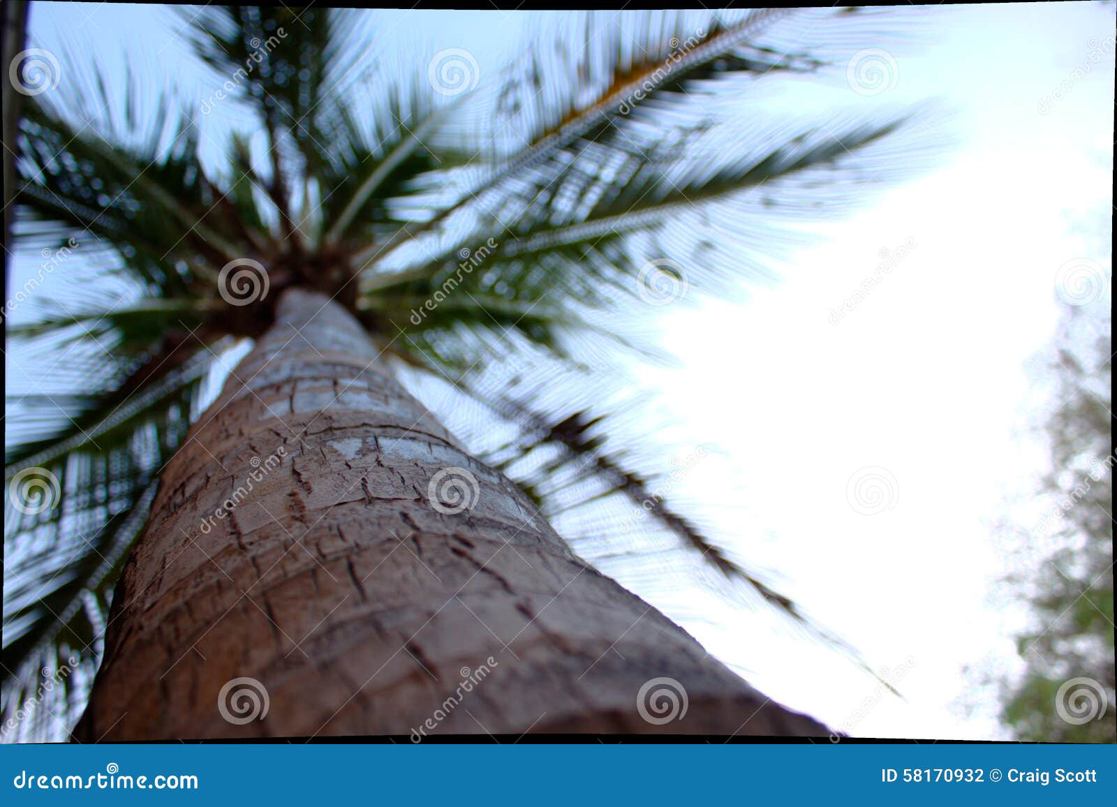 Under the Coconut Tree stock photo. Image of beauty, caribbean - 58170932