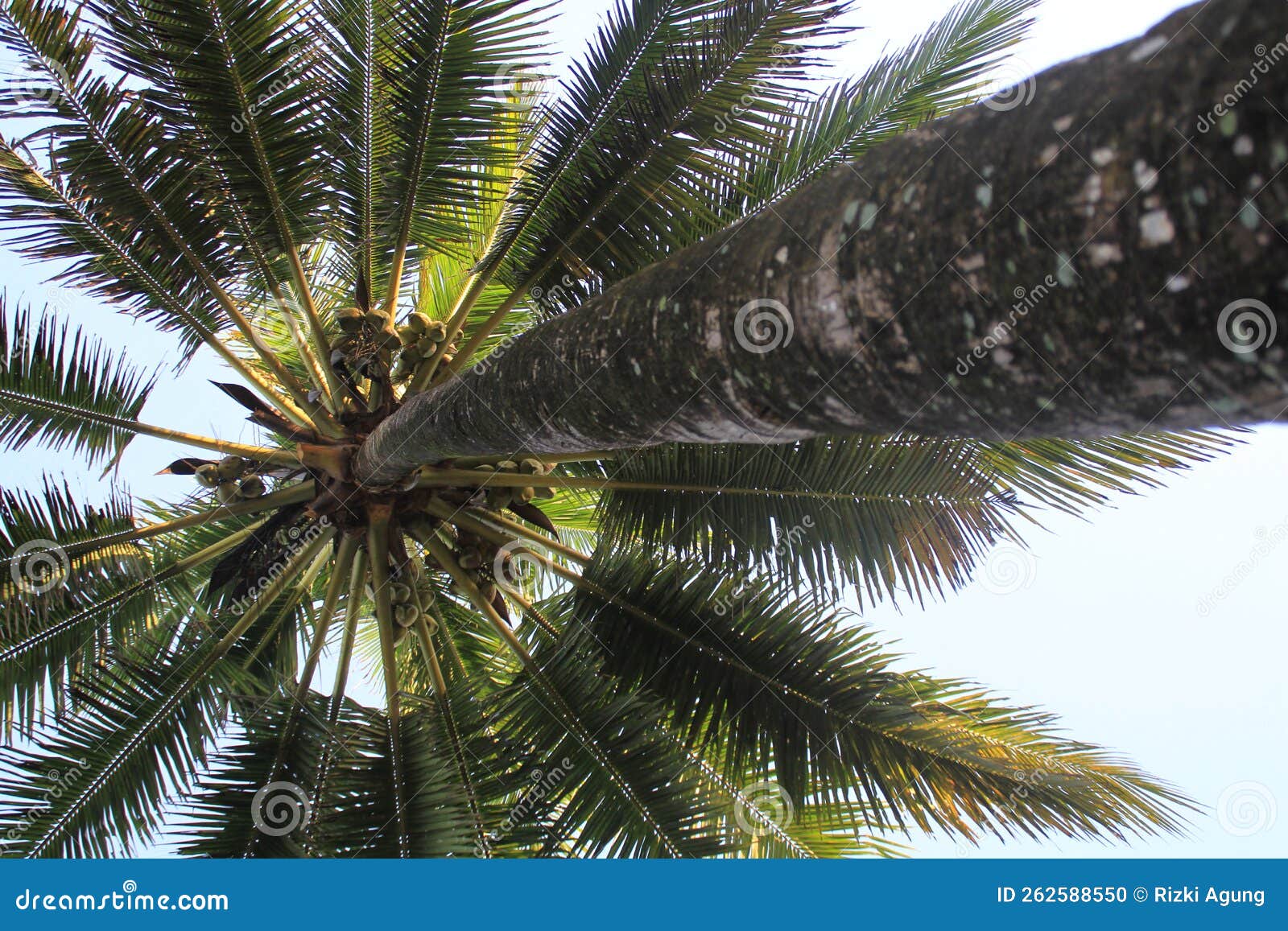 Under a Coconut Tree on Klayar Beach, Indonesia Stock Photo - Image of ...