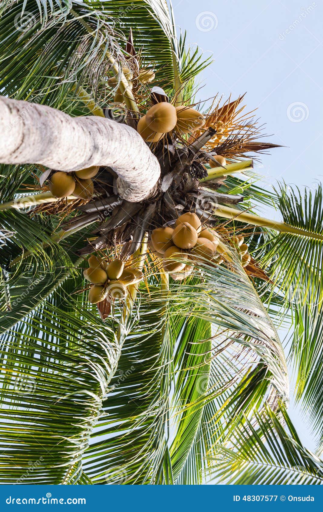 Under coconut tree stock image. Image of coconut, plant - 48307577