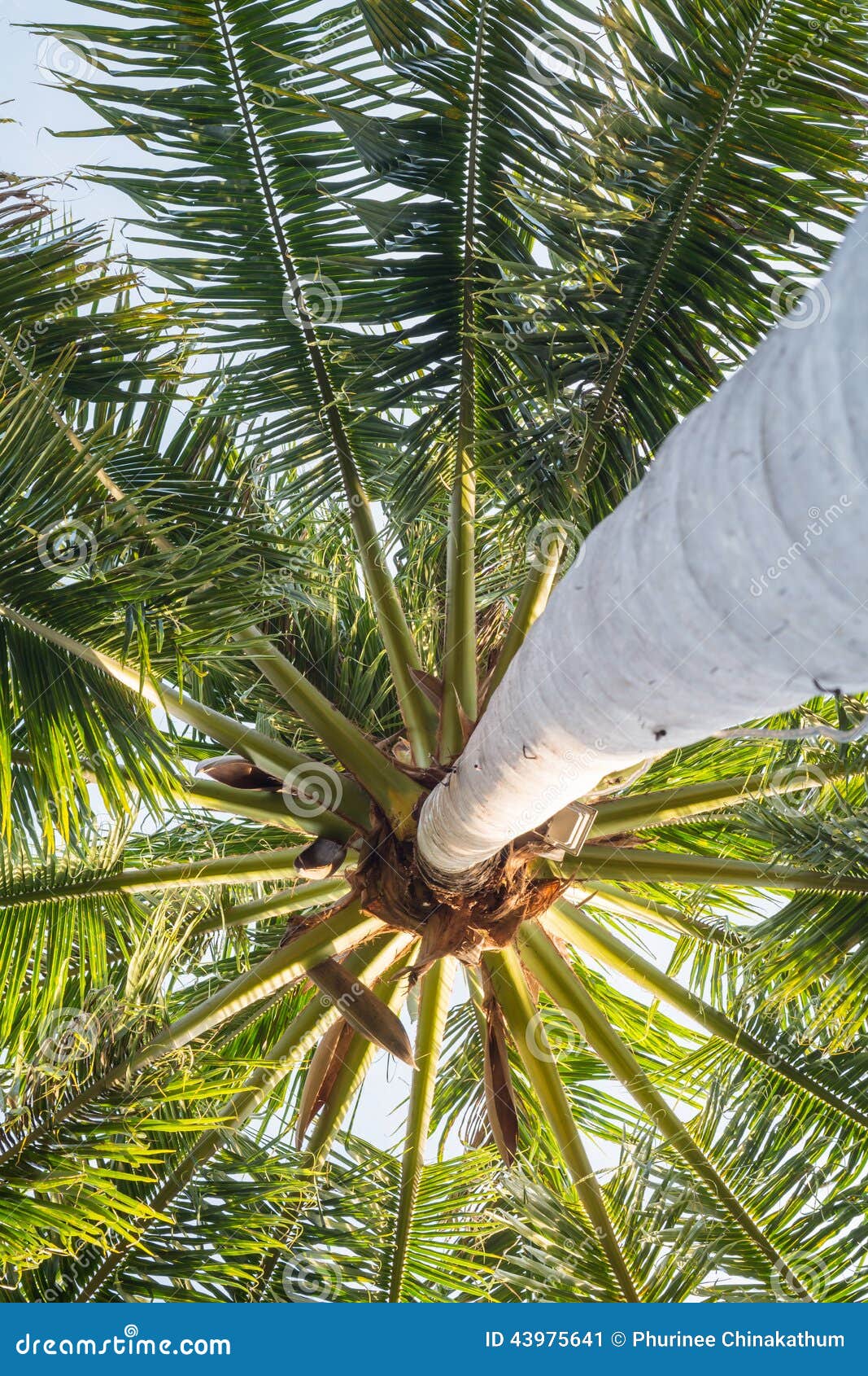 Under coconut tree stock image. Image of caribbean, tree - 43975641