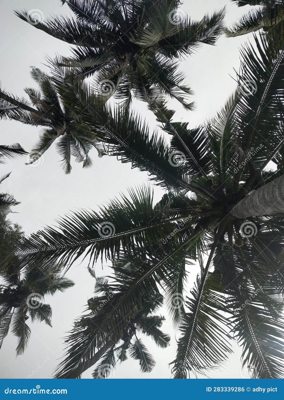 Under a coconut tree stock photo. Image of staying, tree - 283339286