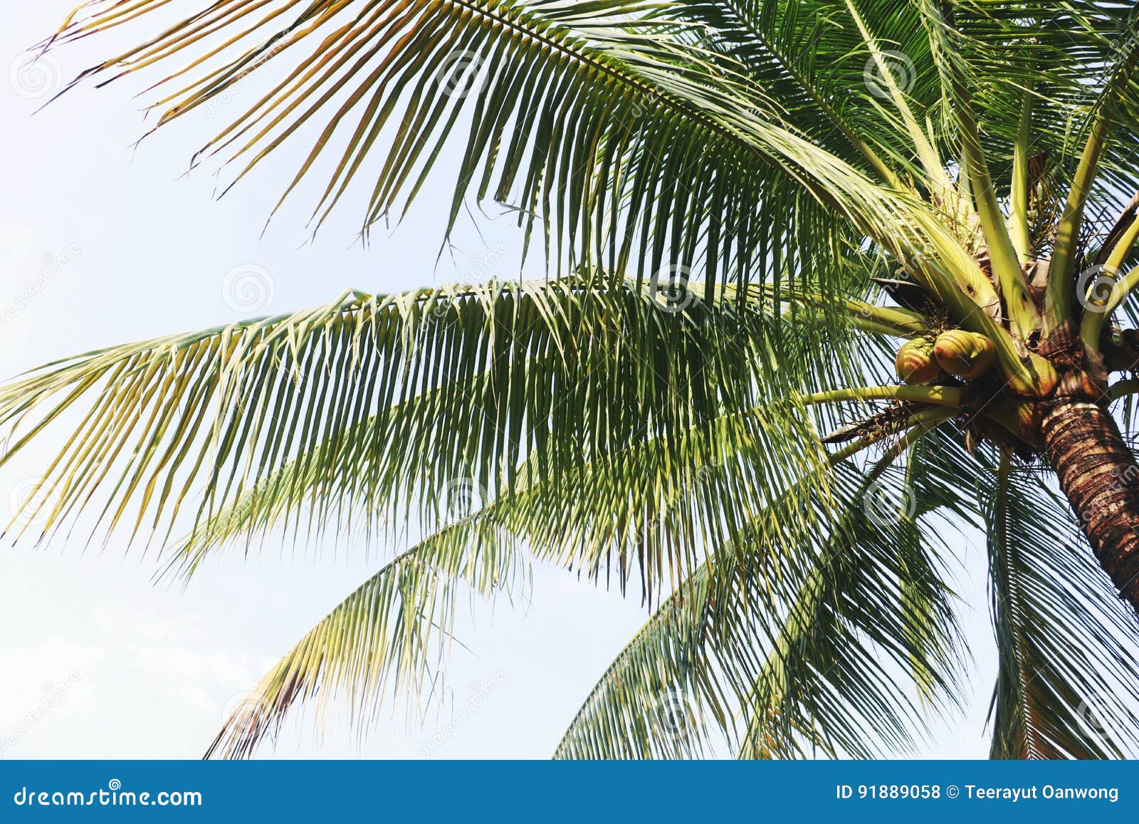Under coconut tree stock photo. Image of green, palm - 91889058