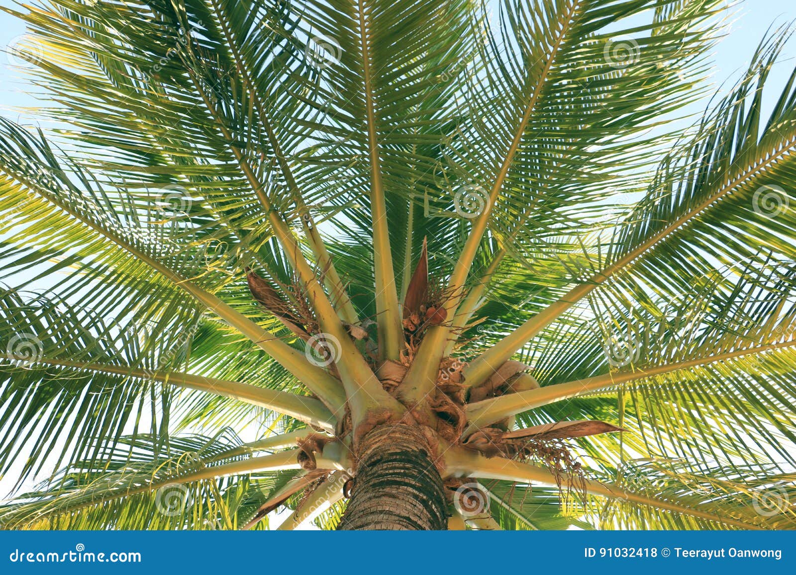 Under Coconut Tree in Summer. Stock Photo - Image of natural, tropic ...